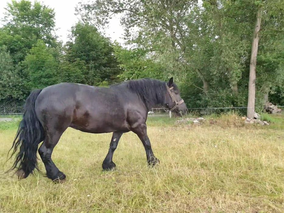 Klacz zimnokrwista Rogolin • OLX.pl