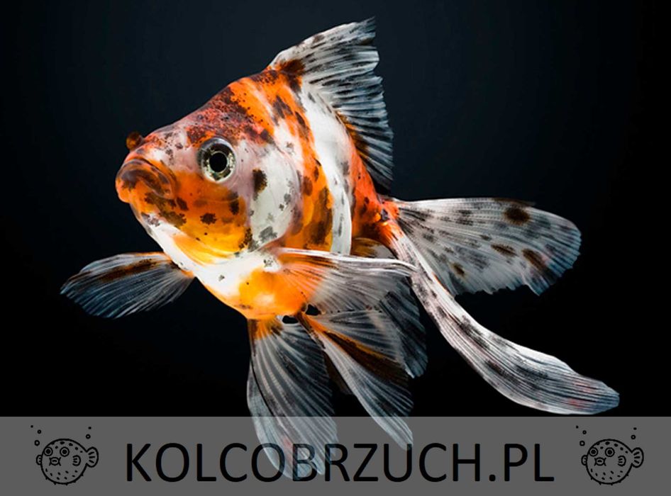 Welonka odmiana CALICO - Carassius - Welon - dowozimy, wysyłamy ...