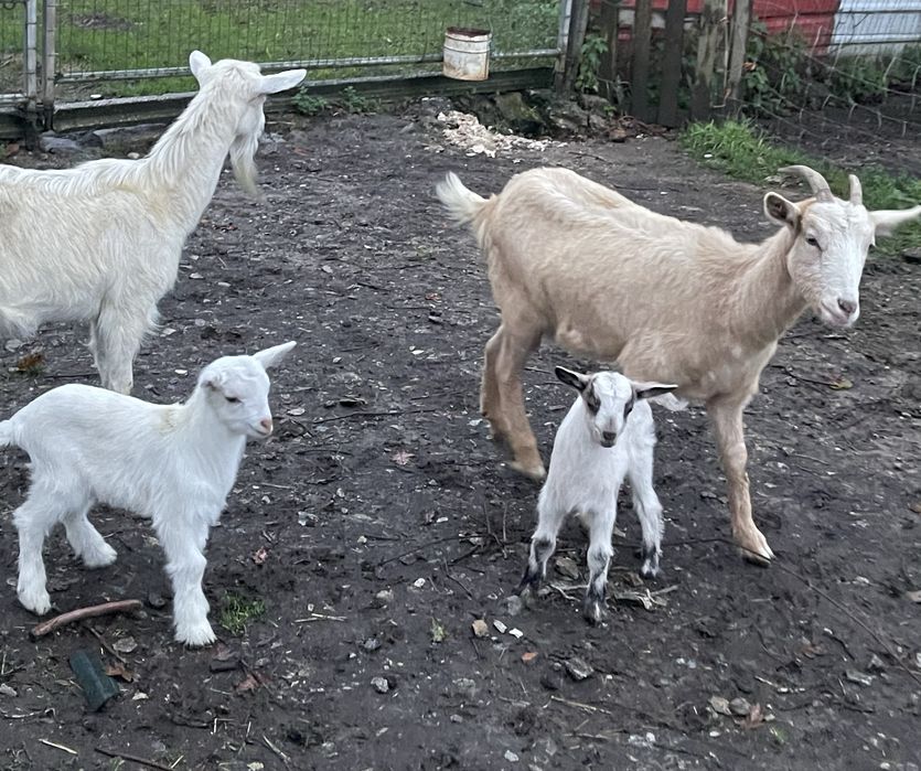 2 cabras paridas com 1 cria cada 1 ( 2 femeas ) valor pelas as 4 ...