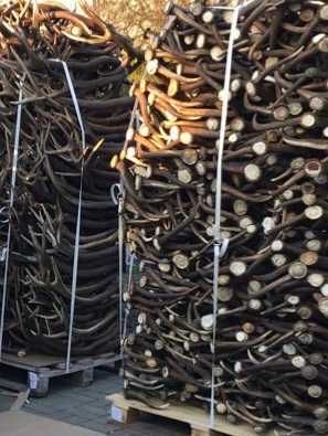 SKUP POROZA jelenia łosia renifer koziołki trofea KOLEKCJE MYŚLIWSKIE ...