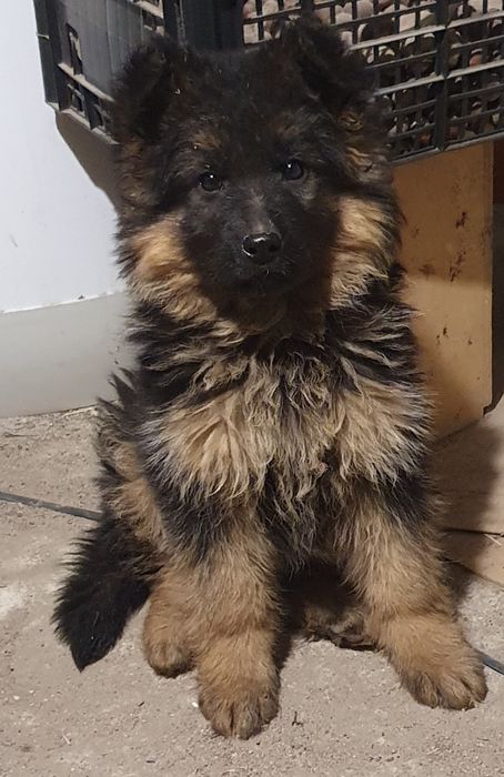 Owczarek niemiecki długowłosy Wolkowe • OLX.pl