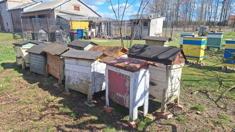 Ule Zwykłe Warszawskie 10 sztuk Budy Ciepielińskie • OLX.pl