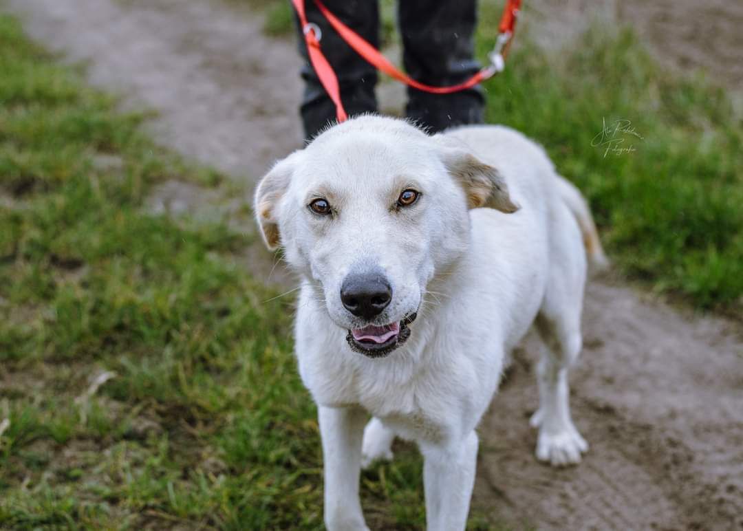 Cudowny psiak w typie labradora szuka domu! Adoptuj Serka! Warszawa ... Cudowny psiak w typie labradora szuka domu! Adoptuj Serka! Warszawa ...
