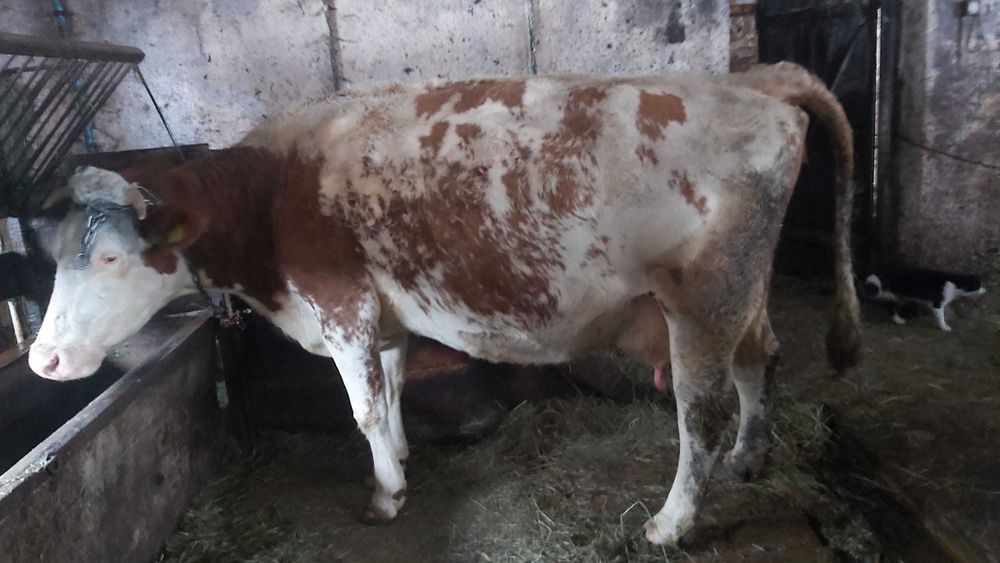 Likwidacja gospodarstwa, 1 krowa, simental, krowa cielna Chyżne • OLX.pl