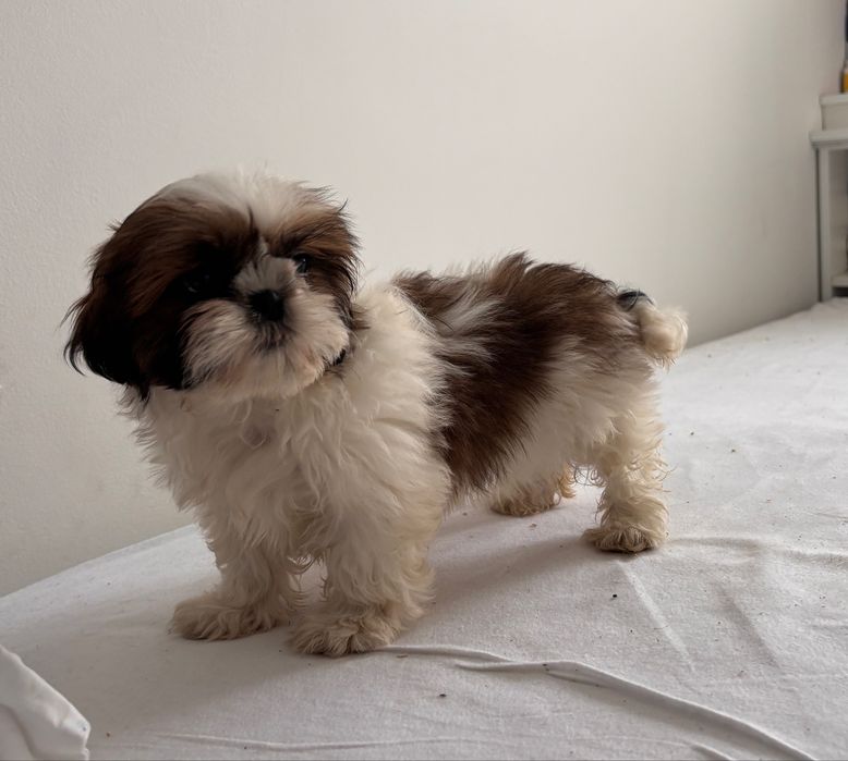 Shih Tzu – piesek z hodowli ZKwP /FCI Łódź Bałuty • OLX.pl
