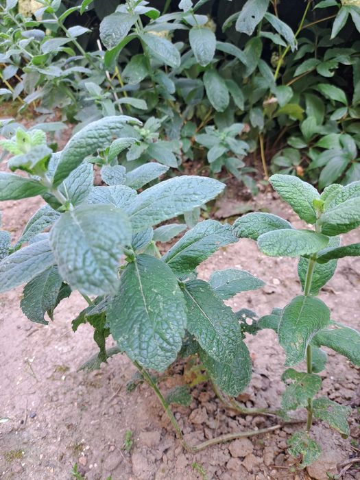 Mieta ogrodowa mrozoodporna Świdnica • OLX.pl