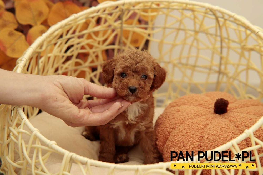 Pudel Toy Wyjątkowa Suczka Red Czerwona Już Do Odbioru Warszawa Wilanów ...