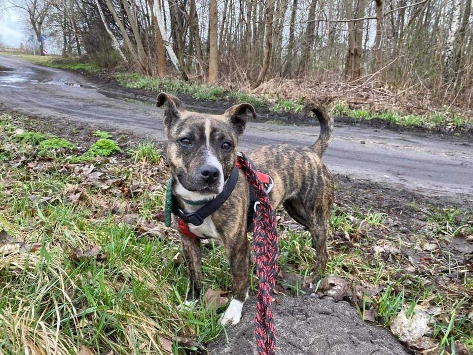 Mini amstaff do adopcji Dobroń • OLX.pl