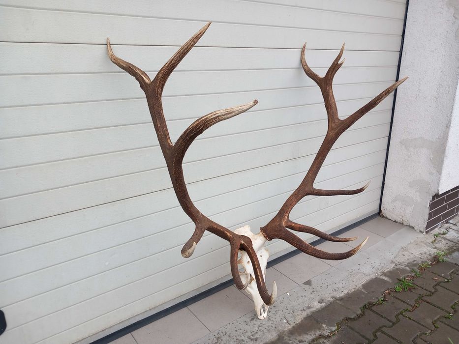Poroże, Byk, Wieniec, Jeleń, ,Rogi 10,5 kg Stargard • OLX.pl