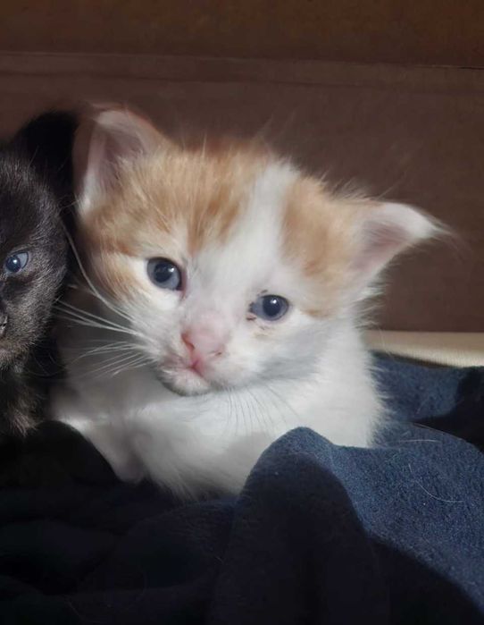 Femea bebe para Adoção Paranhos • OLX.pt