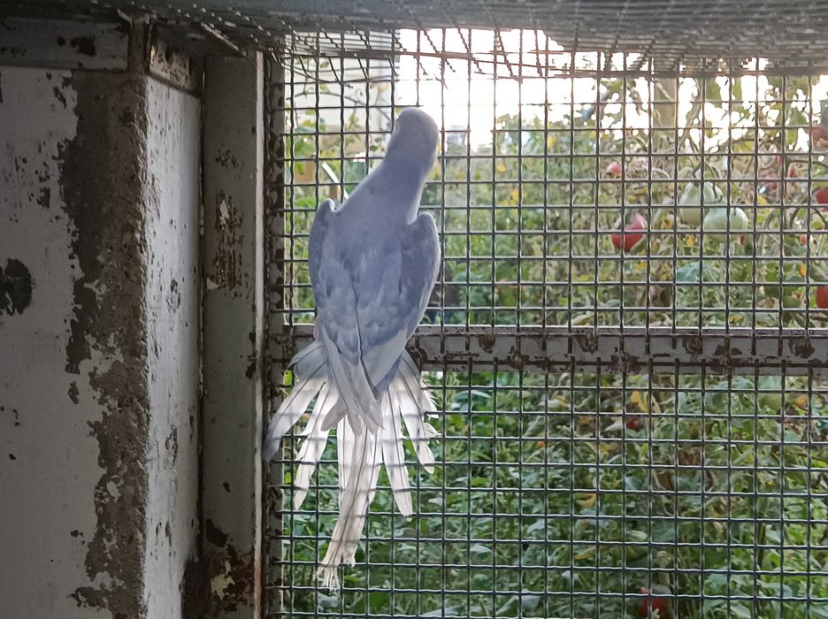 Ring neck varias mutações Leiria • OLX.pt