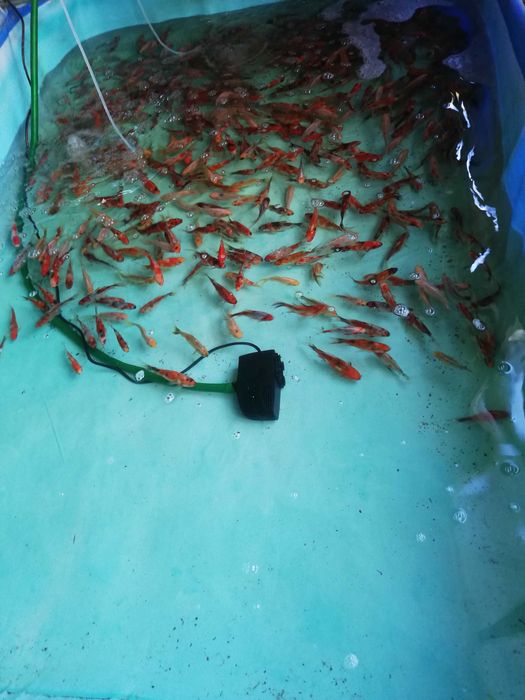 Karaś karp lin orfa tołpyga amur jesiotr Ostrów Mazowiecka • OLX.pl