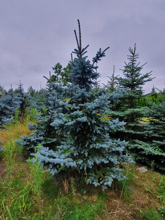 ŚWIERK Srebrny HOOPSII 400cm SZKÓŁKOWANY kopany maszyną Grójec • OLX.pl