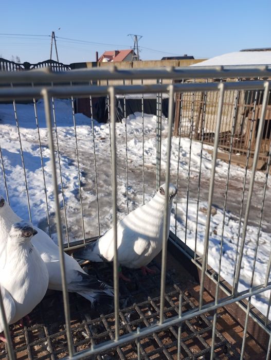 Gołębie ozdobne szeki Brzezie • OLX.pl