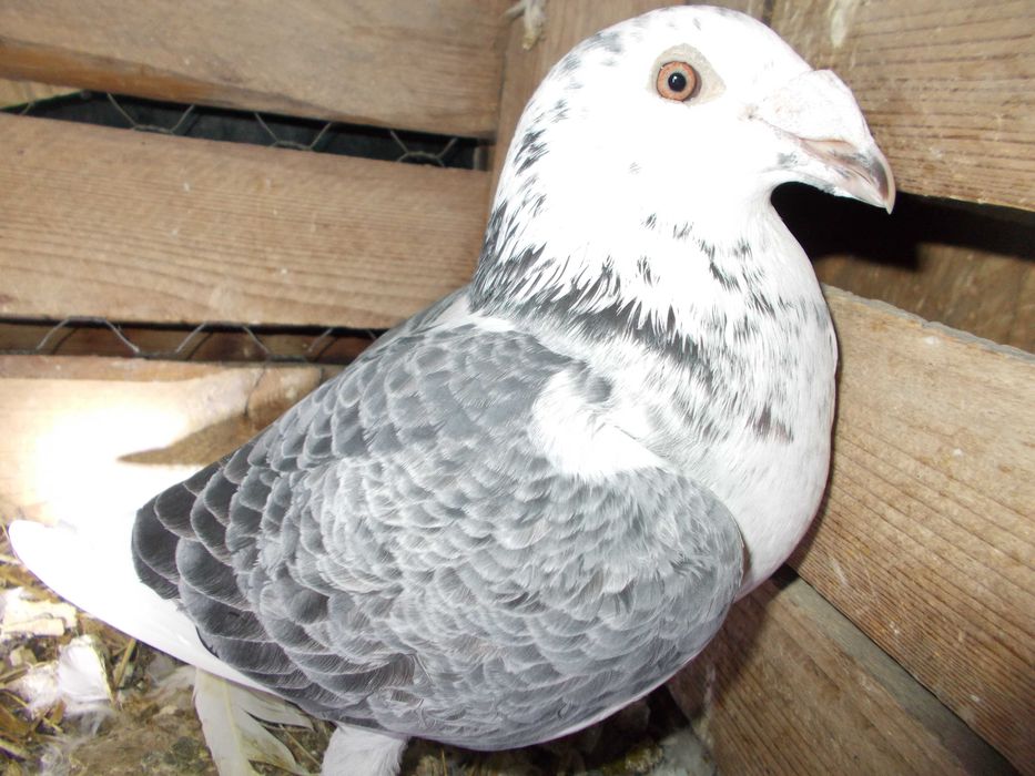 Golebie staropolskie G. Rogi • OLX.pl