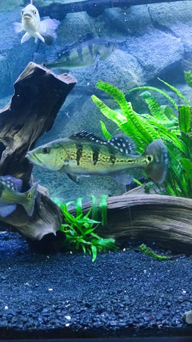 Cichla,cichle kelberii 20cm Dalki • OLX.pl