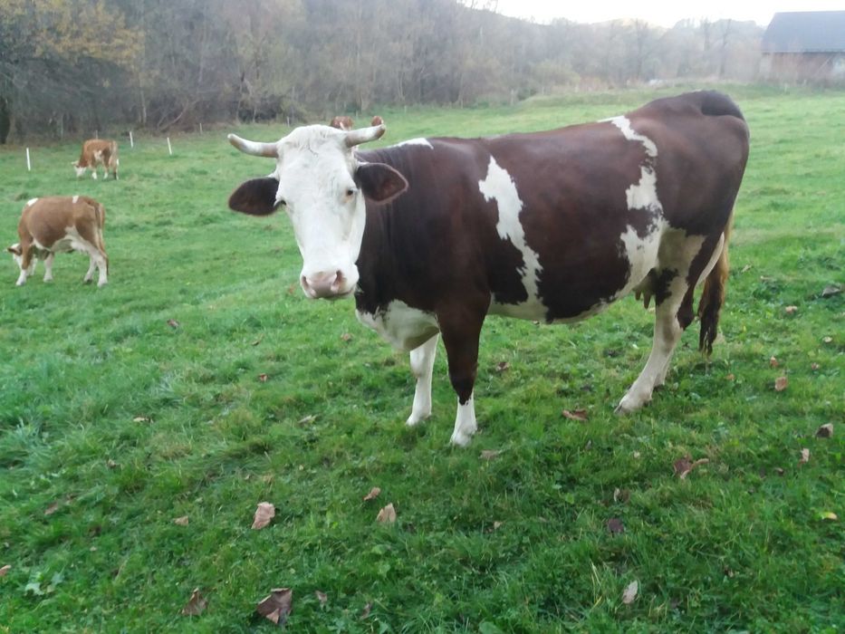 Krowa simental mleczny !!! Mszana Dolna • OLX.pl