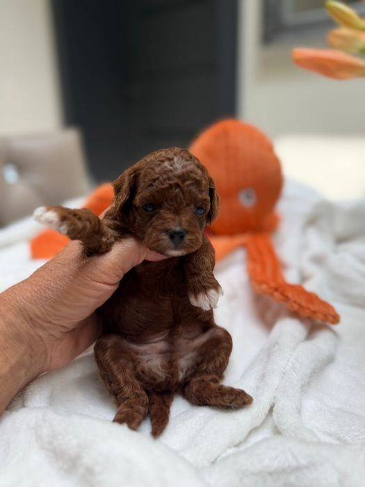 Pudel toy red brown teacup linia chinska Dąbrowa • OLX.pl