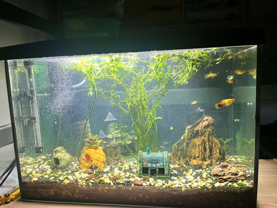 Akwarium Aquael 90l + rośliny + ozdoby + podłoża + rybki – komplet ...