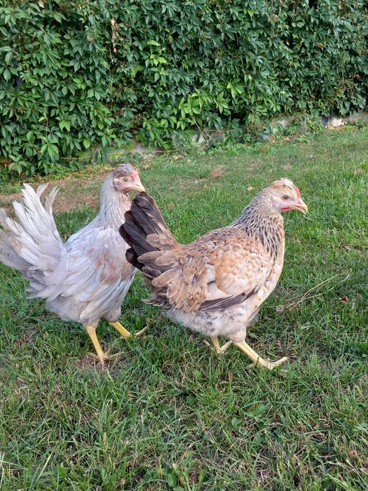 Kury Nioski Green Shelle. Wysylka cala Polska! Kraków Bronowice • OLX.pl