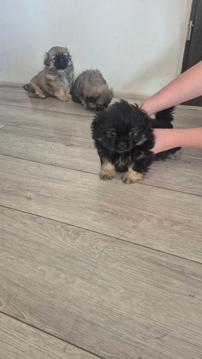 Oddam suczki pekińczyki Radzymin • OLX.pl