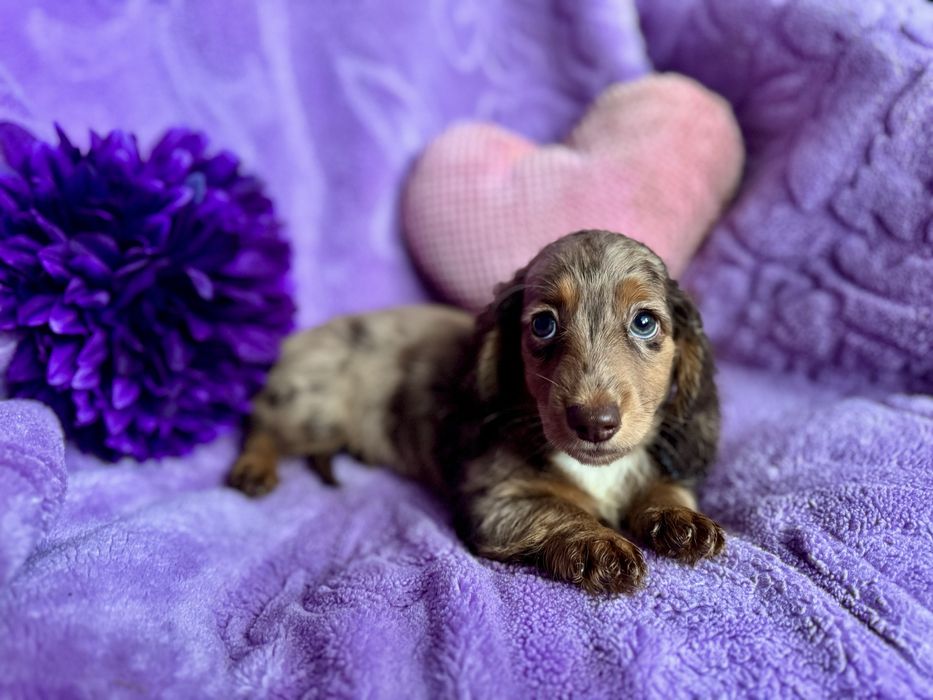 jamnik merle – Psy – szczeniaki, dorosłe | OLX Zwierzęta