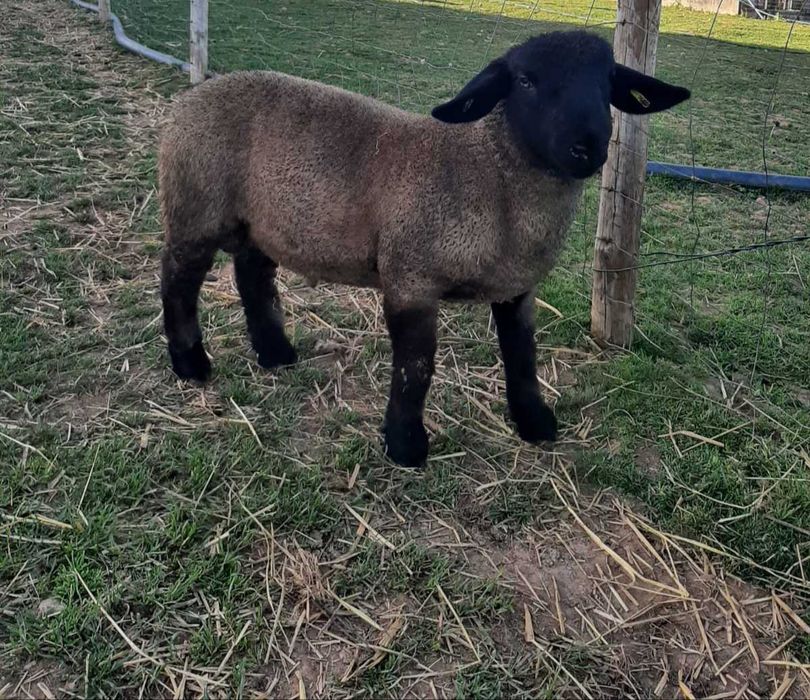 Borregos / Borregas da Raça Suffolk Puros Pedreiras • OLX Portugal