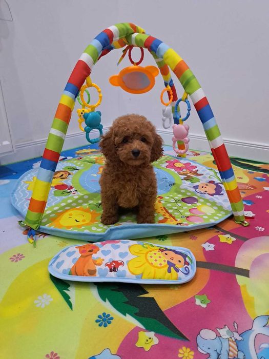 Pudel toy red samiec z rodowodem FCI -rodzice import Brazylia Bydgoszcz ...