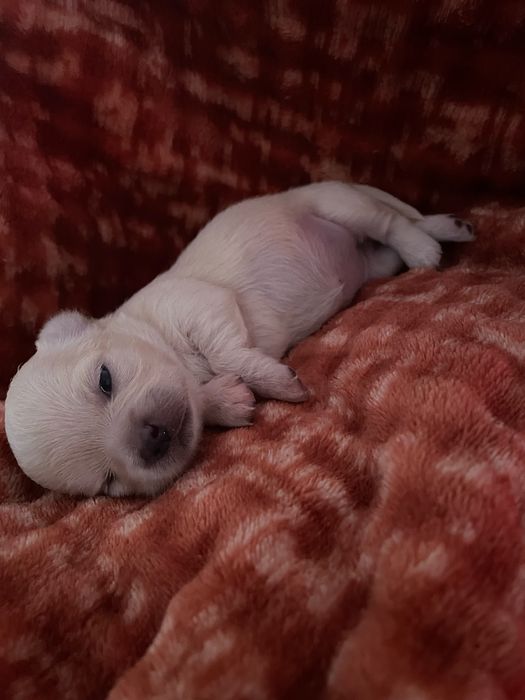 Chihuahua długowłosa***ZKwP/FCI*** Piekary Śląskie • OLX.pl