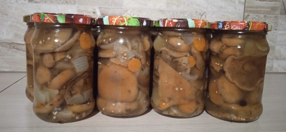 Rydze marynowane w zalewie octowej 300ml 6 sztuk 72zl-zbior 2024R ...