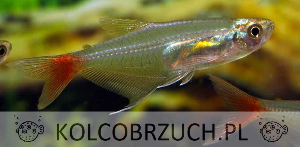 Bystrzyk szklisty - Prionobrama filigera - Promieniak - dowóz, wysyłka ...