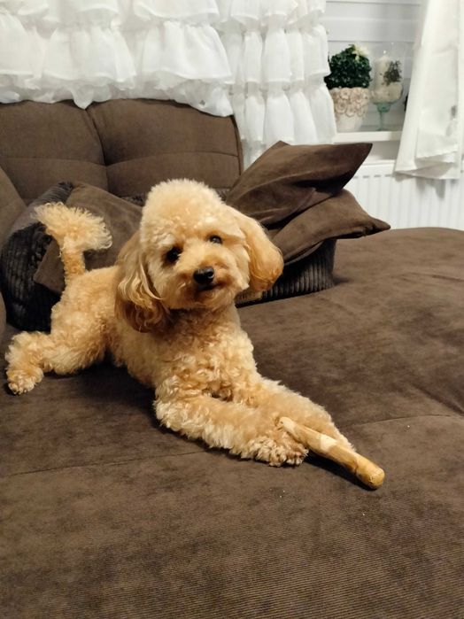 Reproduktor Pudel Toy Toruń • OLX.pl