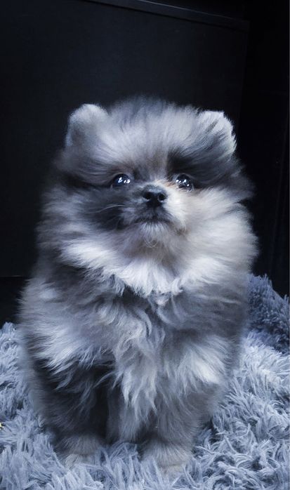 Unikat SILVER Blue Merle sunia pomeranian szpic mini po szkoleniu ...