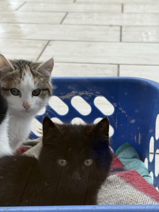 Kotki kociaki male koty oddam do adopcji Bronisin Dworski • OLX.pl