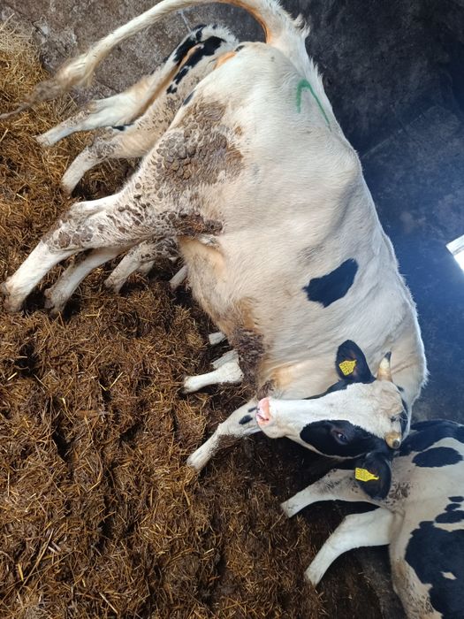 Jałówki wysokocielne hf 2 sztuki Natalin • OLX.pl