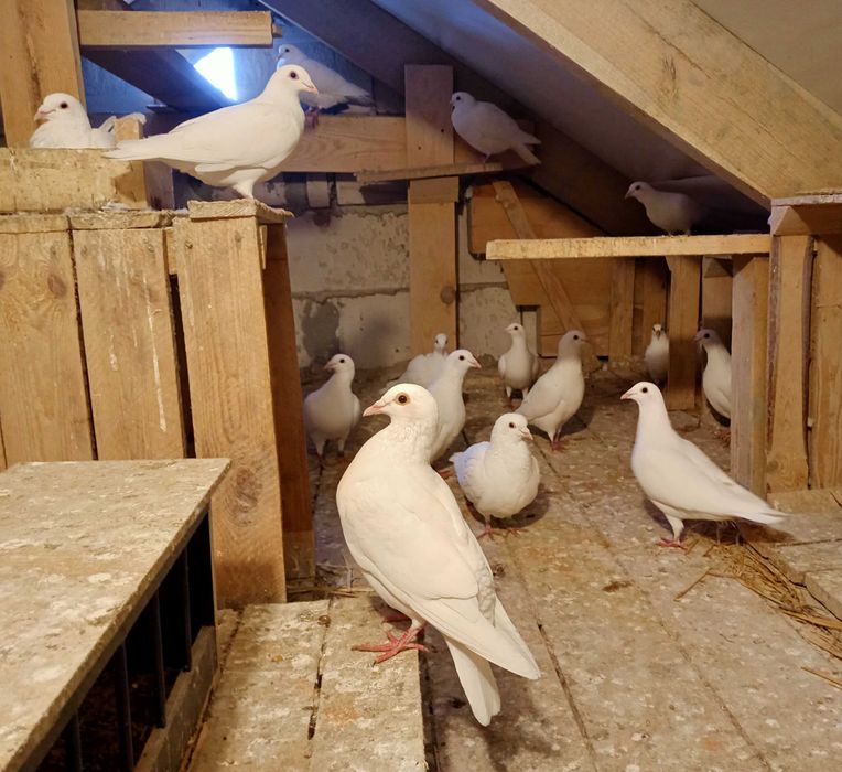 gołębie pocztowe biale - ptaki na sprzedaż, do adopcji | OLX Zwierzęta