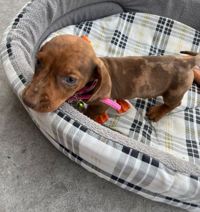 Jamnik merle brązowy Leszno • OLX.pl