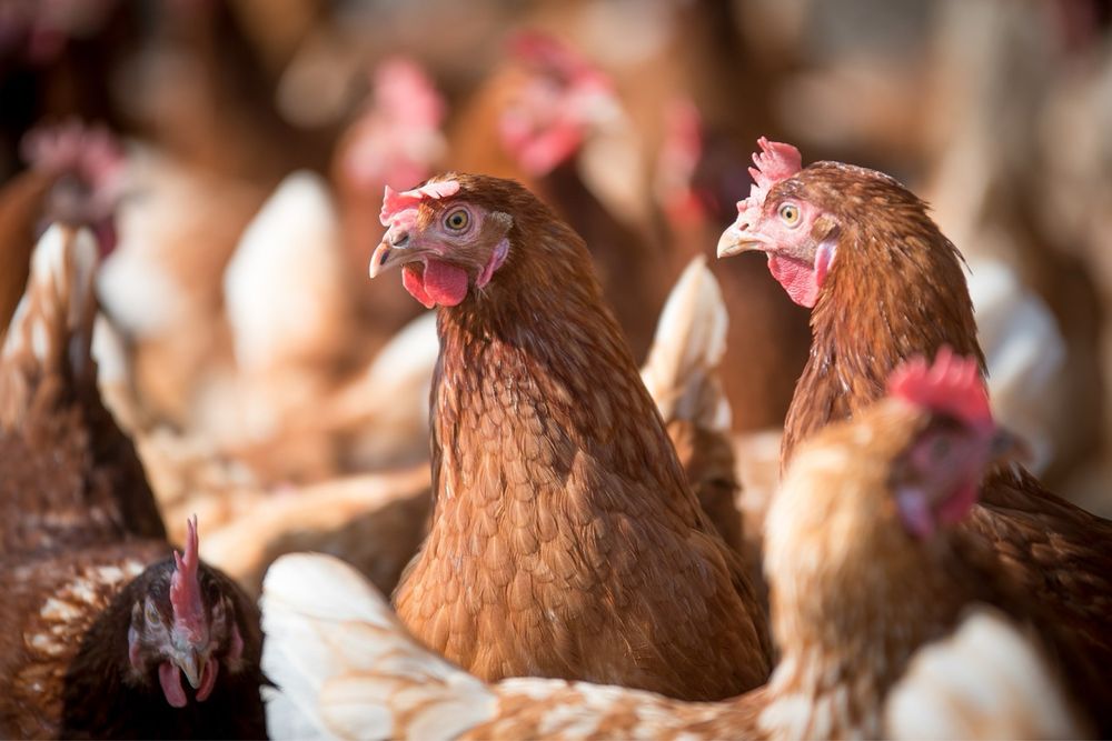 kury nioski leghorn lubuskie Warszawa - Drób w dobrej cenie