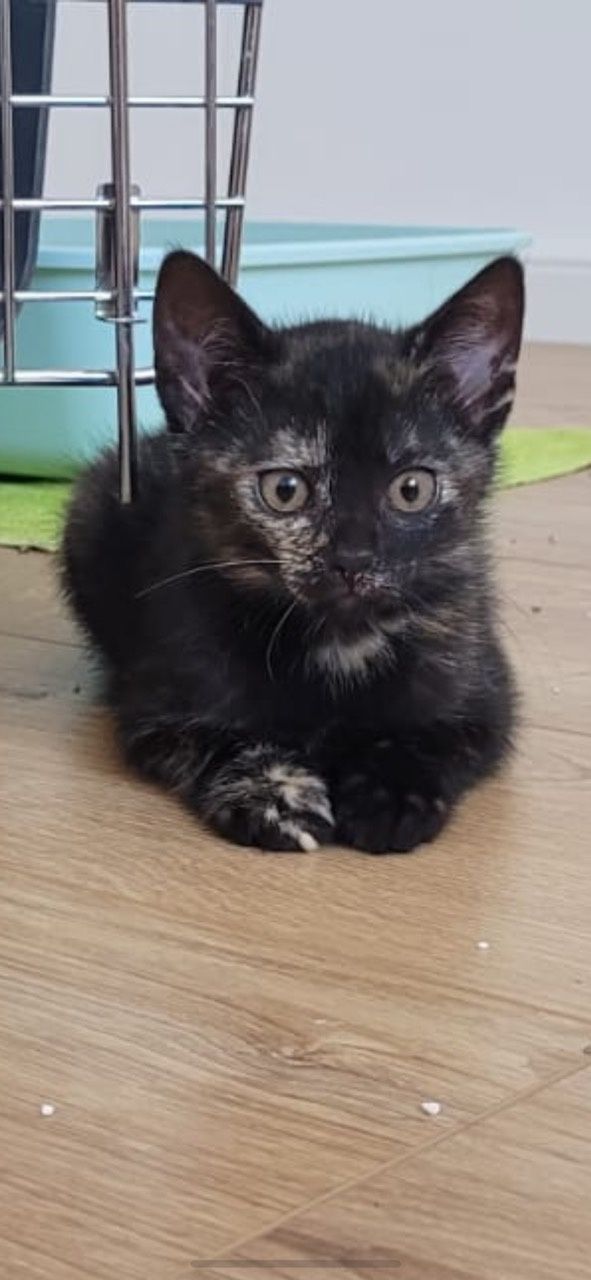 Adopcja kociaków z Nysy z zalanych terenów można razem można pojedyncz ... Adopcja kociaków z Nysy z zalanych terenów można razem można pojedyncz ...