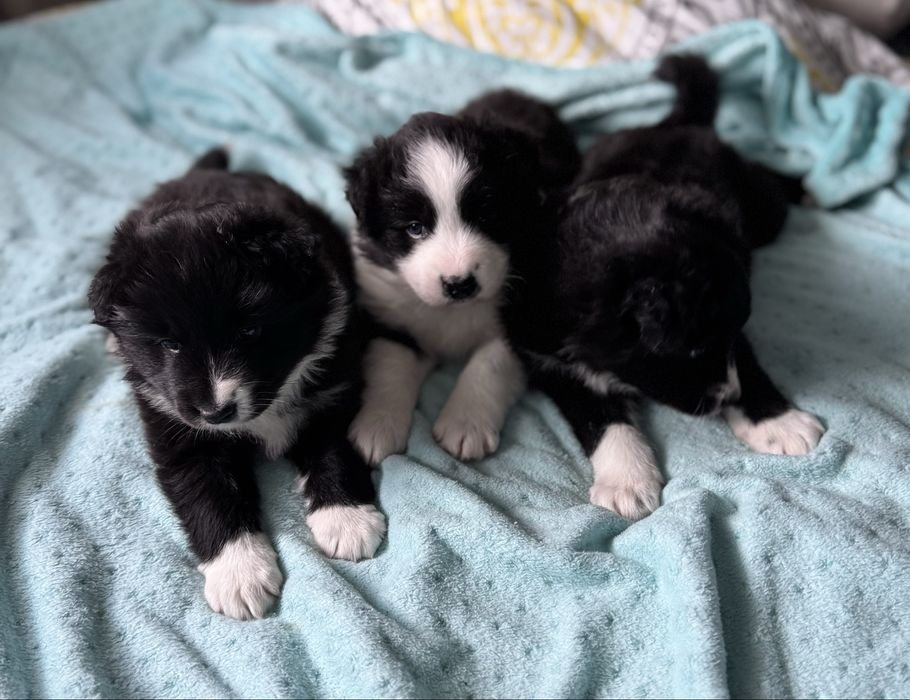 Szczeniaki Samollie(border collie x samoyed) Słubice • OLX.pl