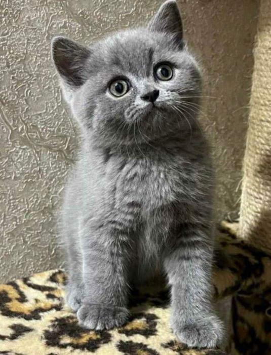 Koty brytyjskie niebieskie koteczki Kock • OLX.pl