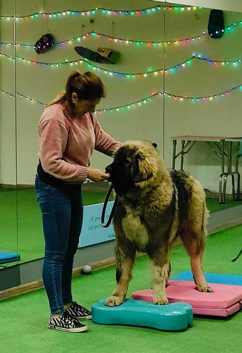 Owczarek kaukaski FCI - 8 miesięcy Goleniów • OLX.pl