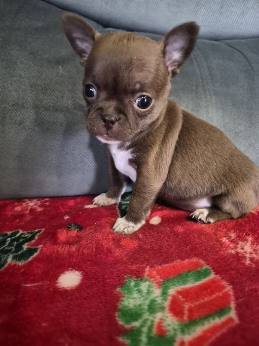 Chihuahua czekoladowa miniatureczka dziewczynka z rodowodem Gniezno ...
