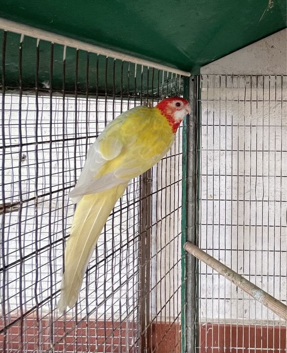 Casal roselas lutina e rubino Alcanena E Vila Moreira • OLX Portugal