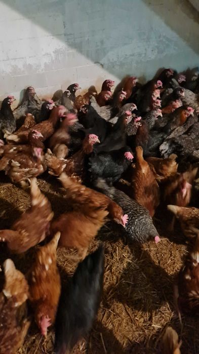 Kury nioski młode z jajkiem z dowozem gratis.Wszystkie rasy kur Rosa1 ...