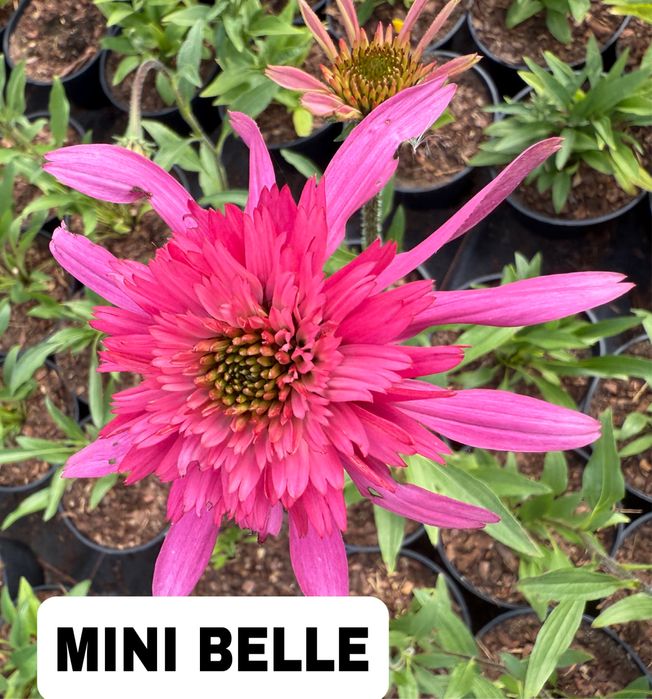 Jeżówka mini belle Leżajsk • OLX.pl