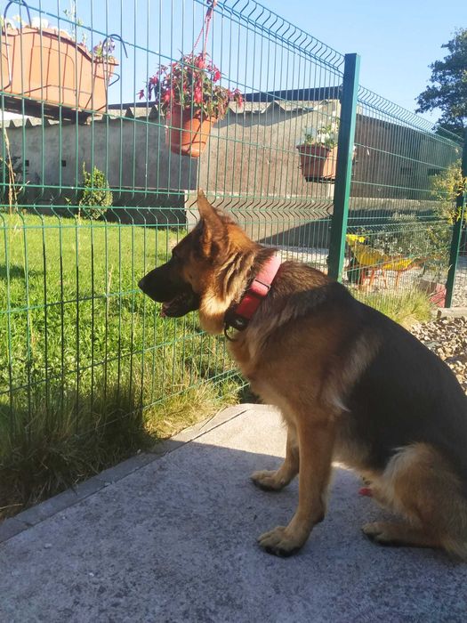 Pastor Alemão Puro (Capa negra pelo curto) Beduído E Veiros • OLX.pt