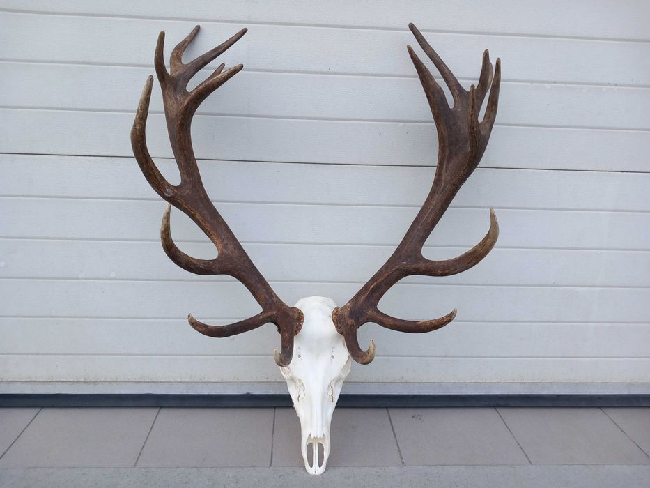 Osiemnastak regularny, Poroże , Byk, Wieniec, Jeleń, Rogi Stargard • OLX.pl