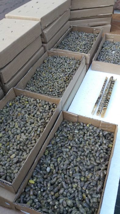 RURKI TRZCINA dla Pszczoła MURARKA ogrodowa - Kokony – Domki Lublin ...