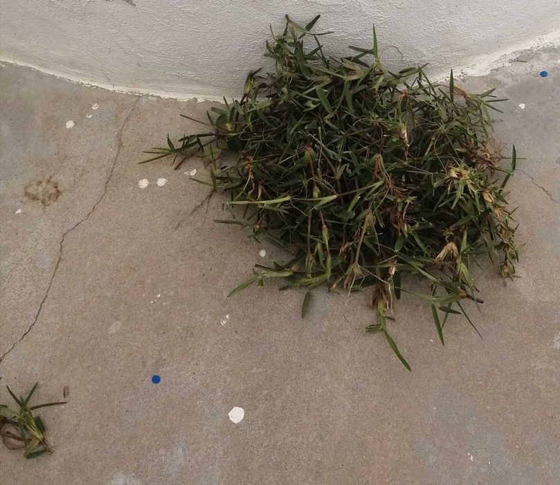 Relva escalracho nacional a melhor Torres Vedras (São Pedro, Santiago ...